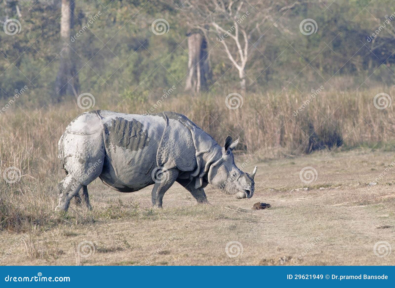 One horned rhino stock image. Image of safari, east, grass - 29621949