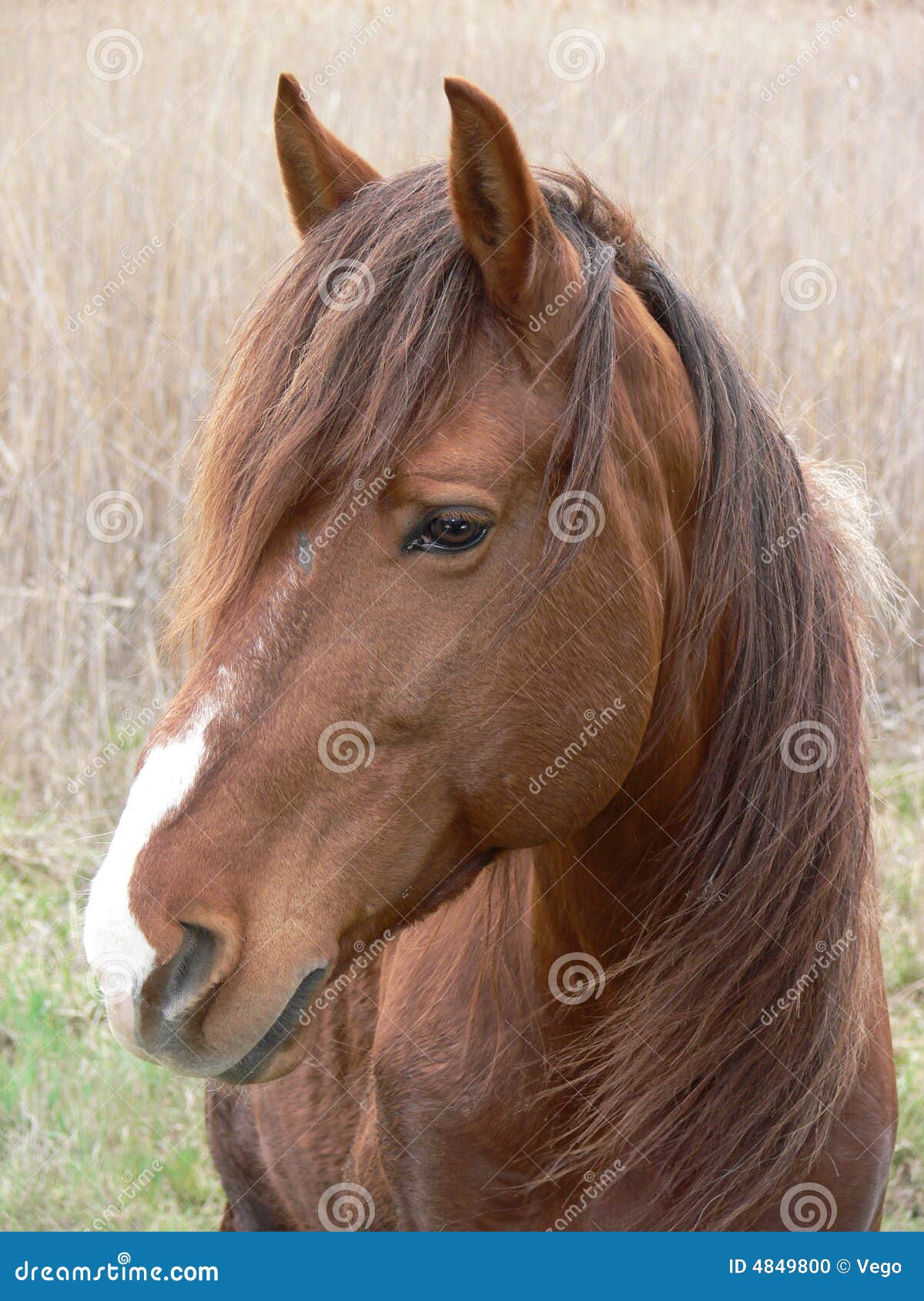 One Horse stock photo. Image of head, racing, champion - 4849800