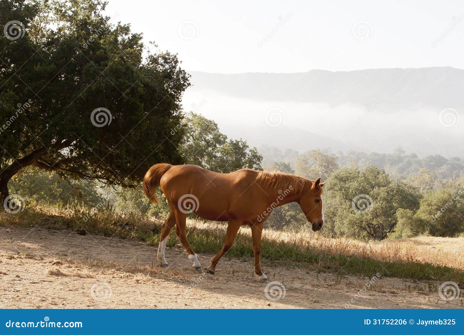 One Horse stock photo. Image of wild, space, animal, misty - 31752206