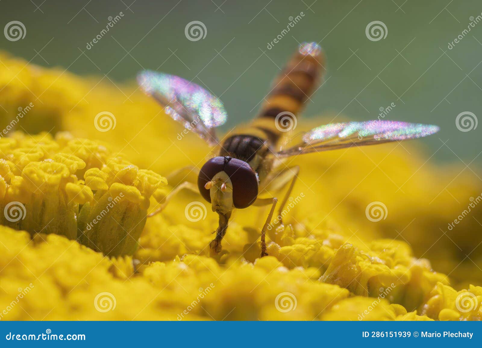 One Hover Fly Sits on a Flower and Nibbles on Nectar Stock Image ...