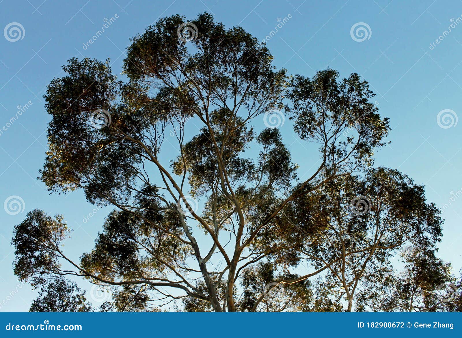 Eucalyptus Tree Under the Blue Sky at UCSD Stock Photo - Image of hall ...