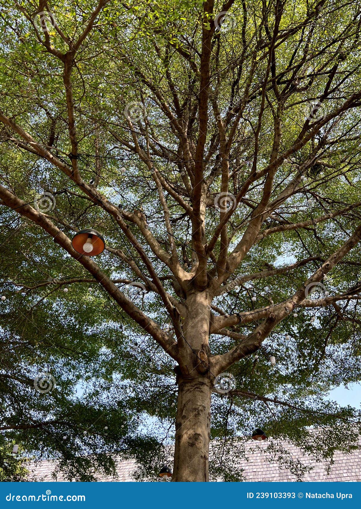 One huge tree stock image. Image of huge, uncountable - 239103393