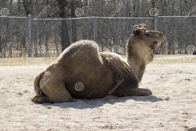 One-hump Camel stock photo. Image of wildlife, domestic - 4951864