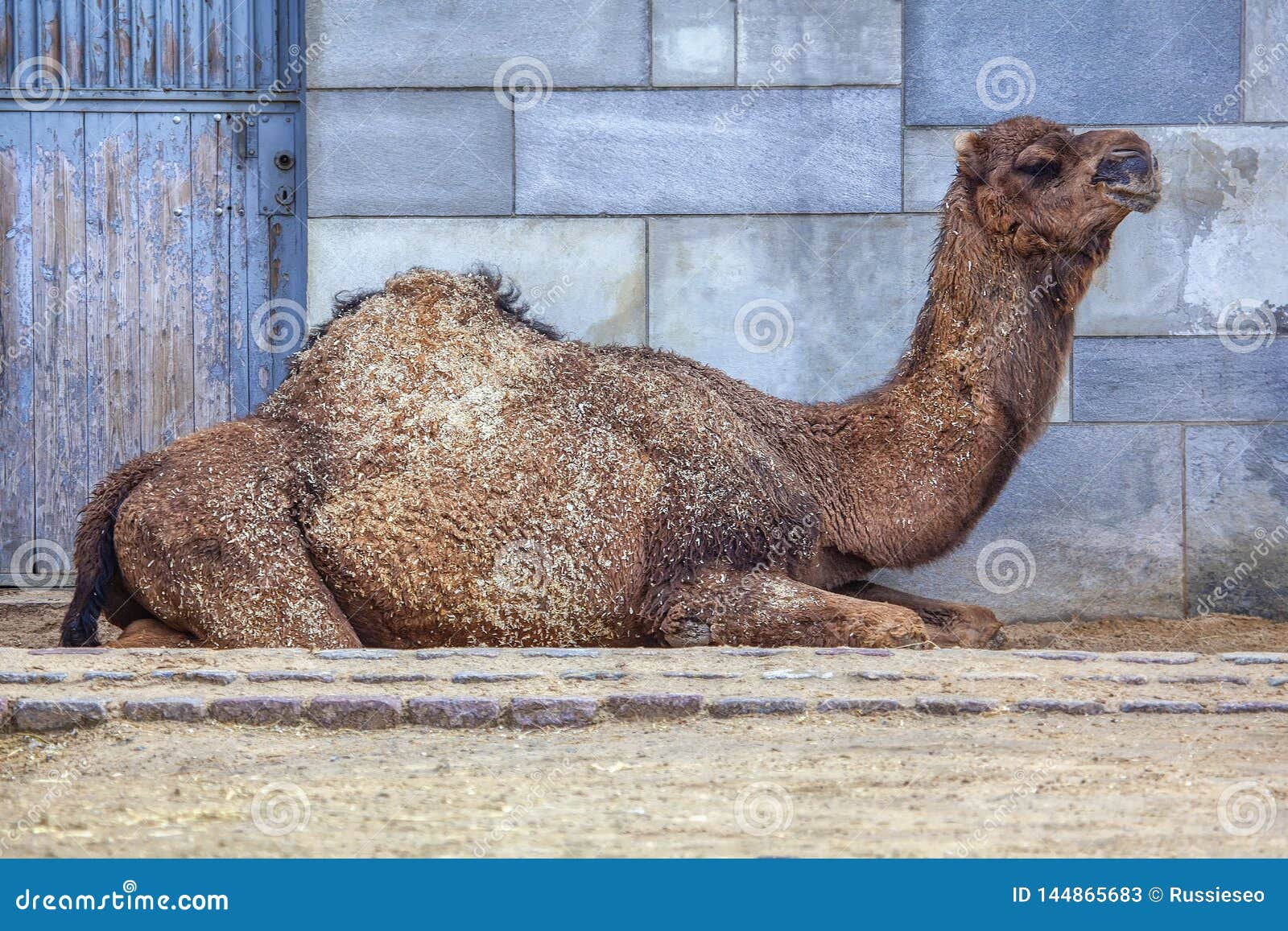 One-humped camel stock image. Image of nature, safari - 144865683