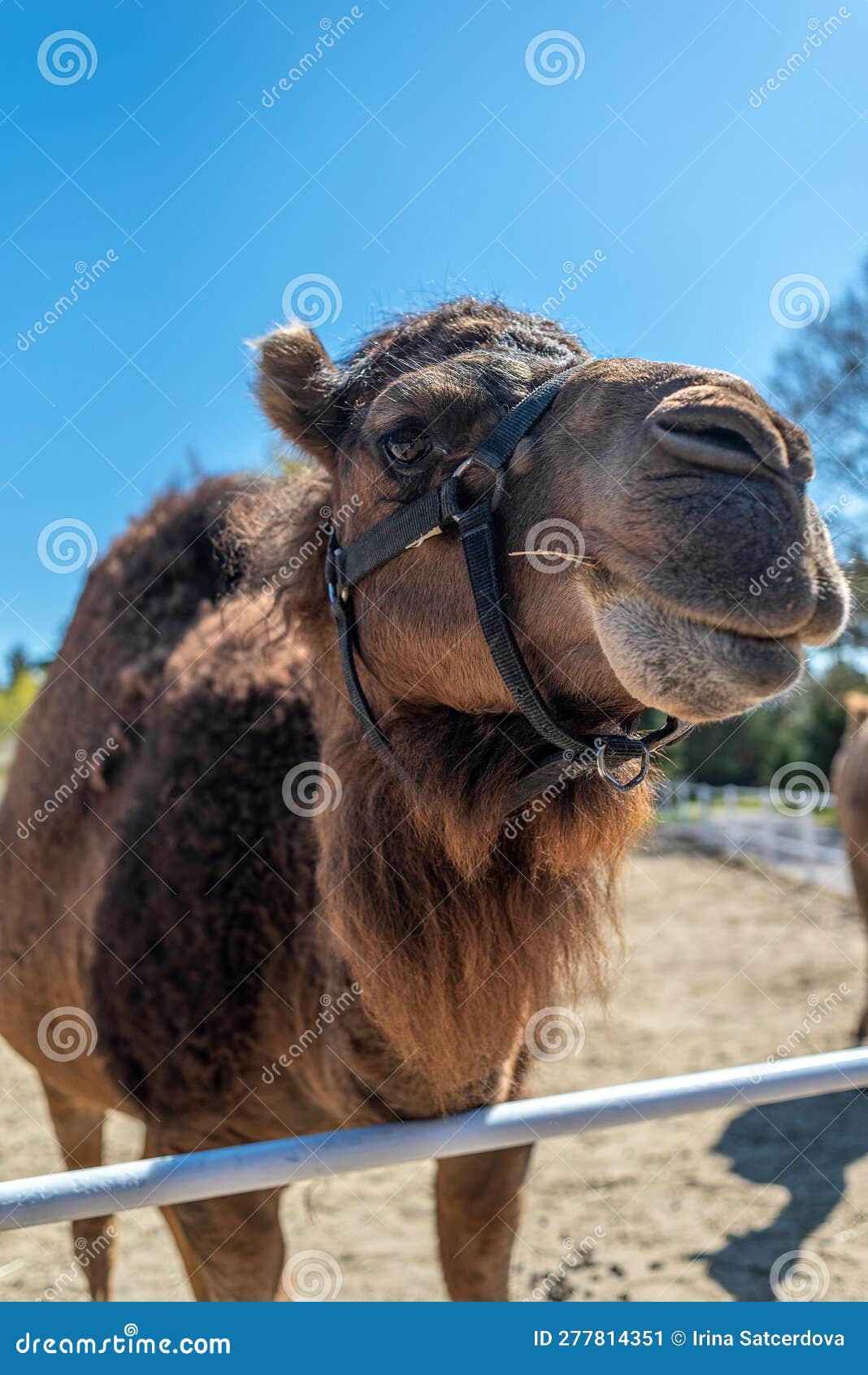 A One-humped Camel in a Paddock, Stretching Its Neck at the Viewer ...