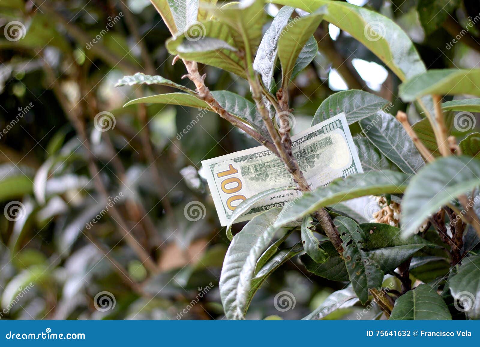 One Hundred Dollar Bill on Tree Stock Photo - Image of investment ...
