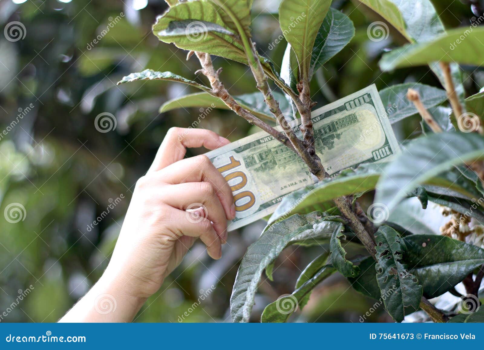 One Hundred Dollar Bill on Tree Stock Image - Image of money, business ...