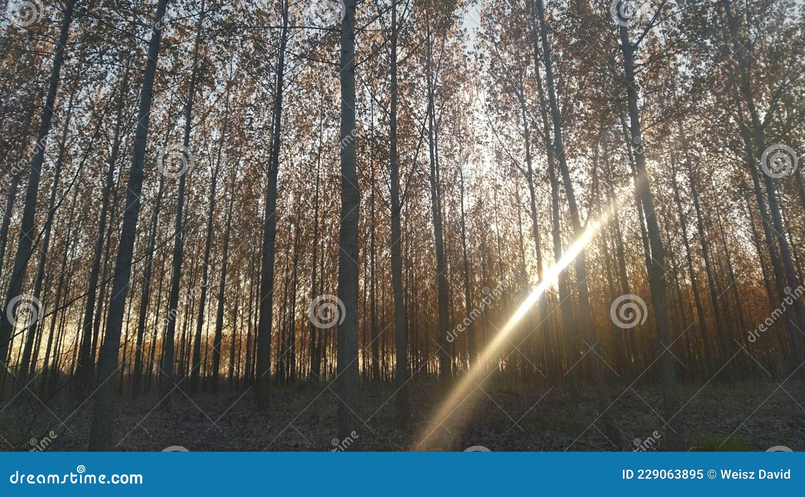One hundred trees stock image. Image of nature, mist - 229063895