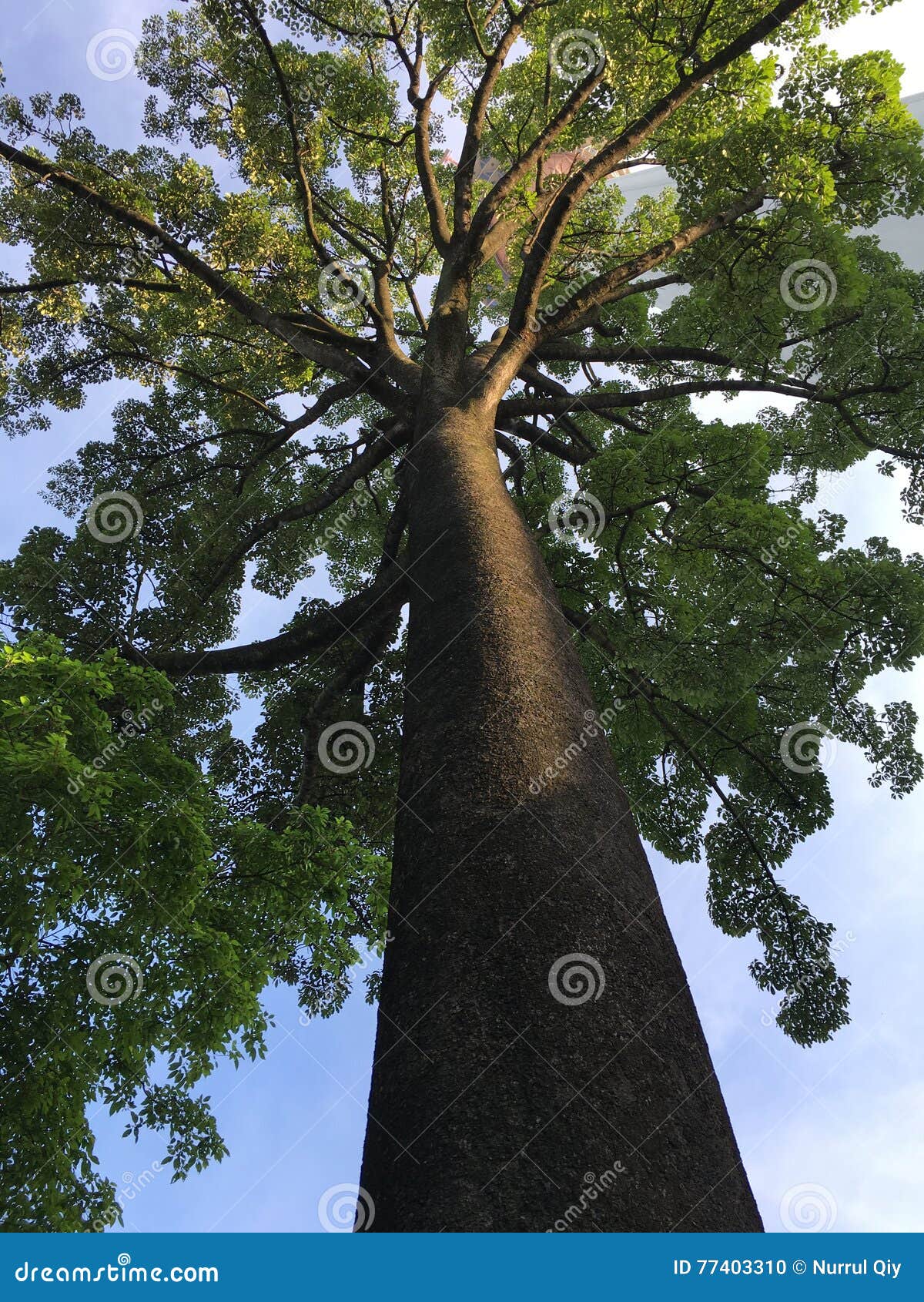Old Jelutong Tree Stock Photos - Free & Royalty-Free Stock Photos from ...