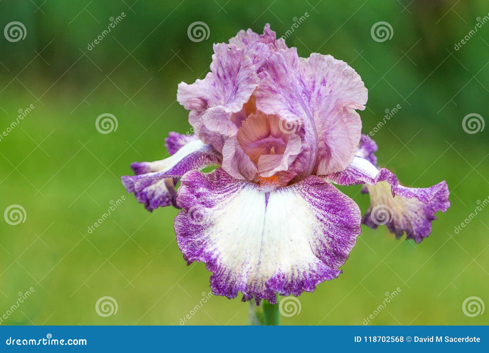Multi colored iris flower stock photo. Image of passion - 118702568