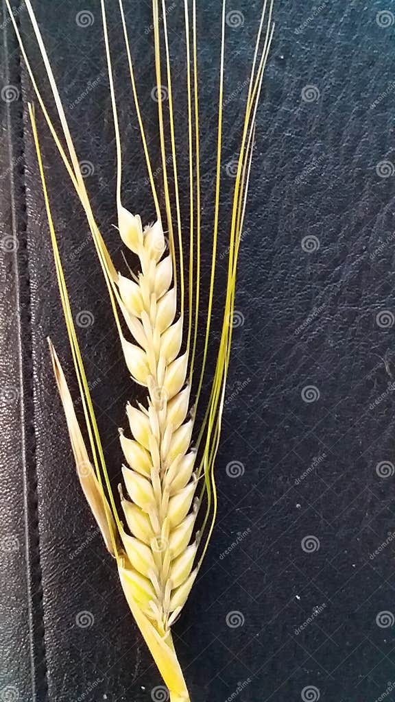 One Husk of Wheat stock image. Image of wheat, husk - 200662127