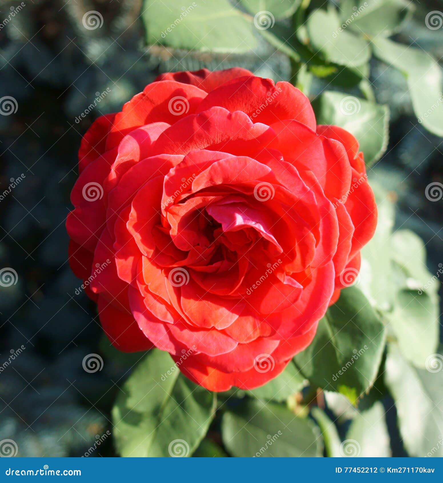 One Hybrid Tea Red Rose Flower Stock Photo - Image of summer, leaves ...