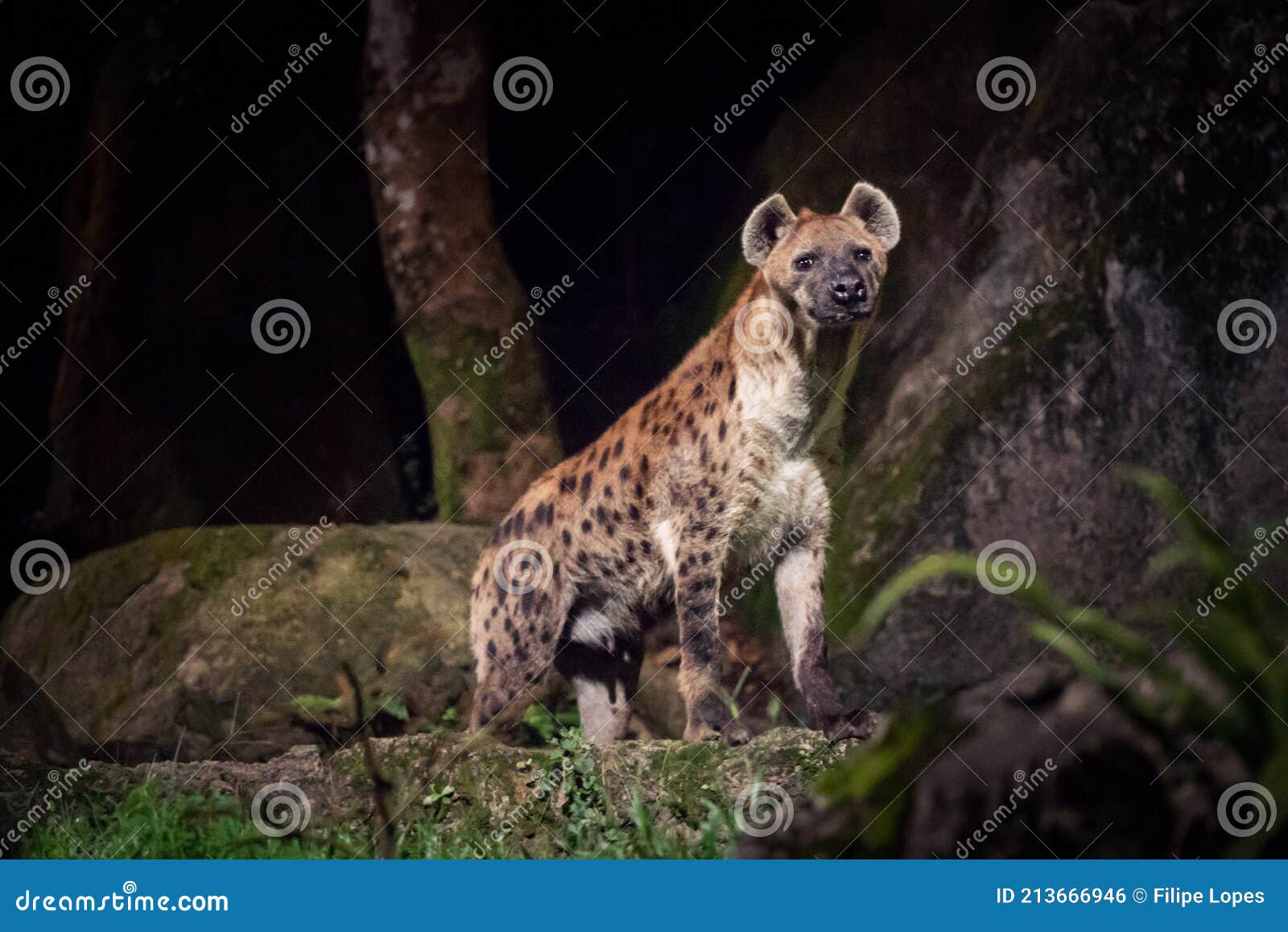 One Hyena Looking at the Camera Stock Photo - Image of eyes, mammal ...