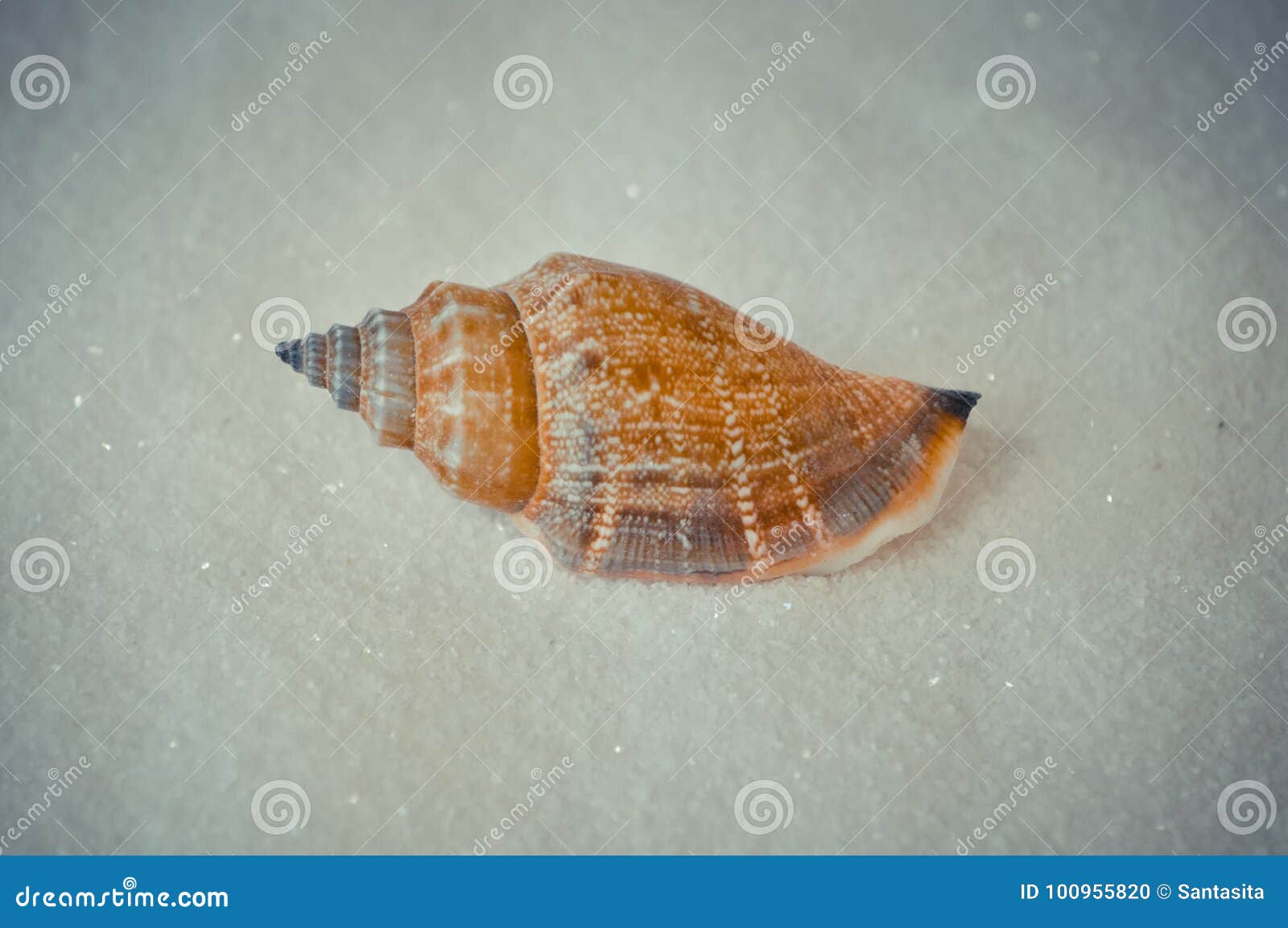 One Interesting Shell on White Sand Stock Photo - Image of pattern ...