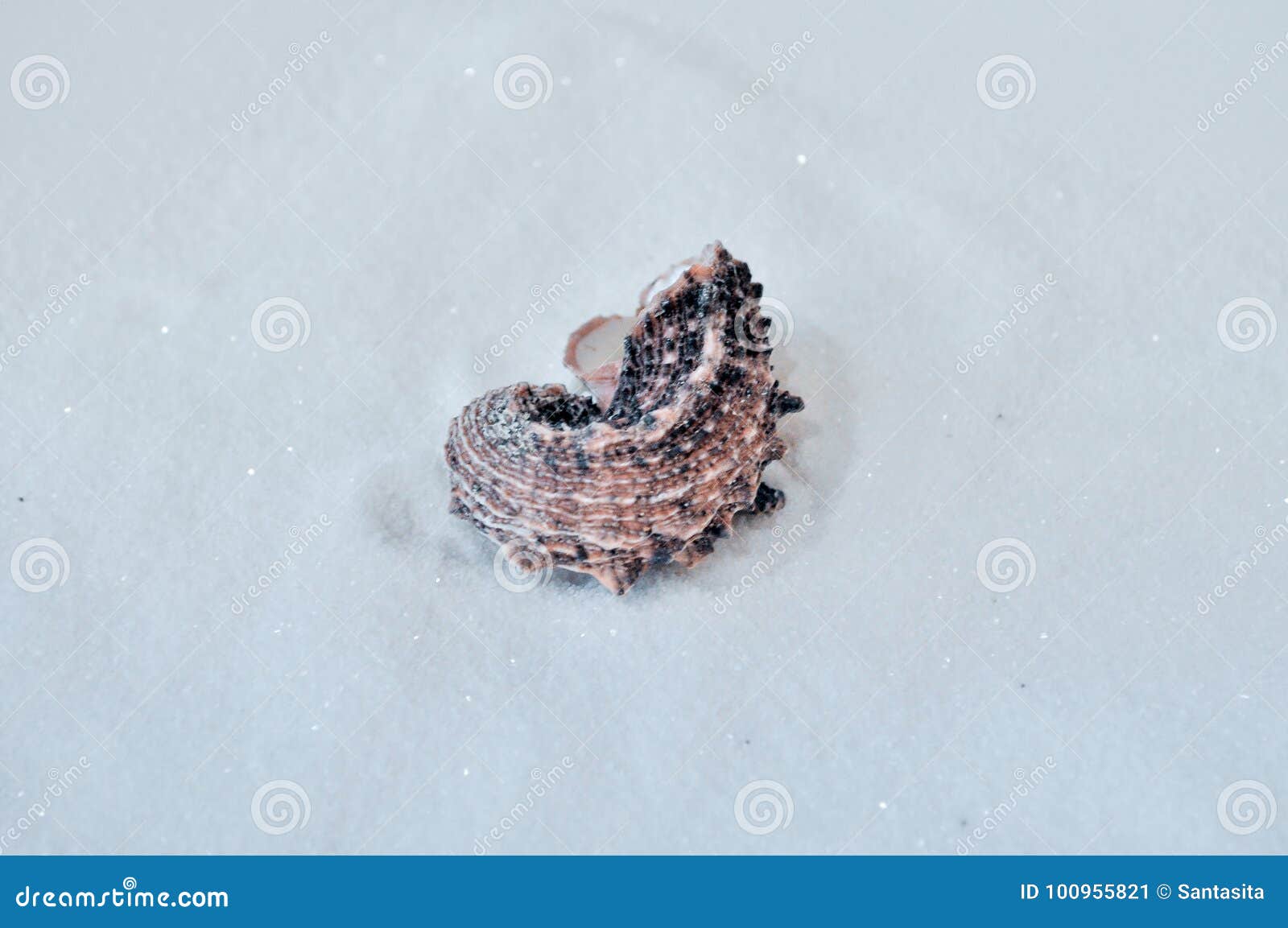 One Interesting Shell on White Sand Stock Image - Image of background ...