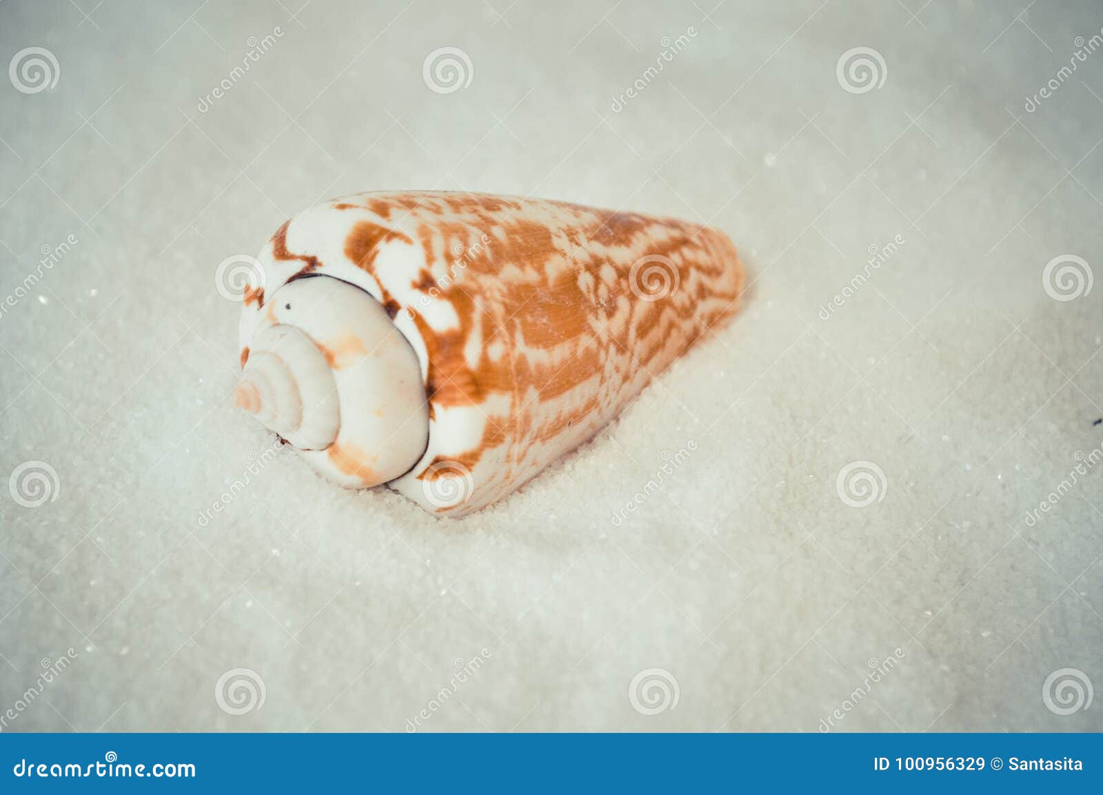 One Interesting Shell on White Sand Stock Image - Image of abstract ...