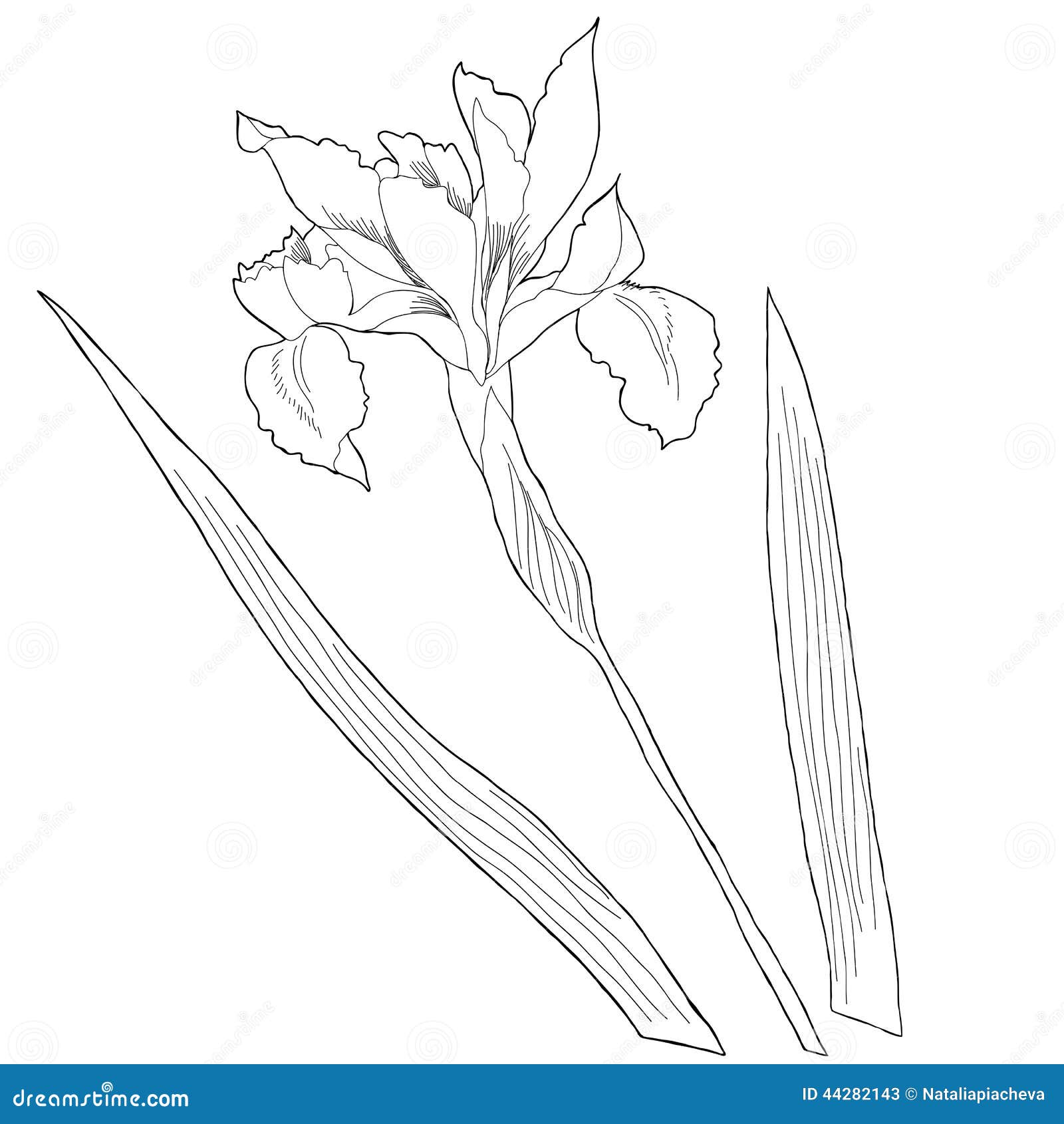 One Iris.Sketch Black and White Stock Vector - Illustration of summer ...