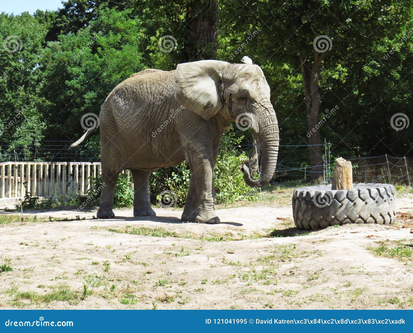 One Isolated Alone Elephant Standing and Looking Around Stock Image ...