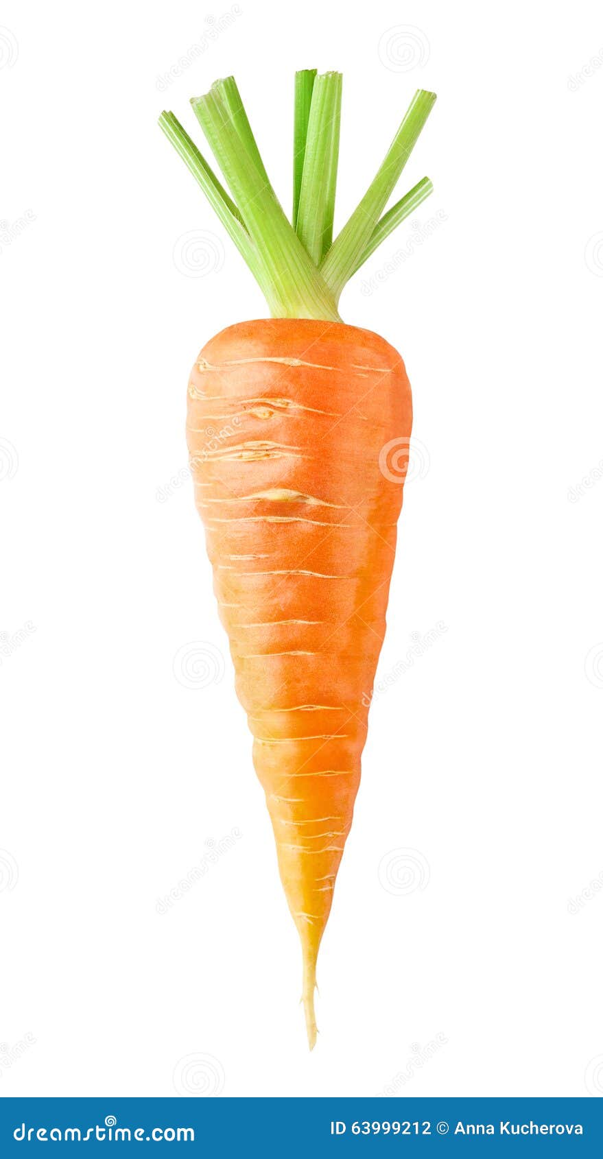 One Carrot Stock Photos - Royalty Free Stock Images
