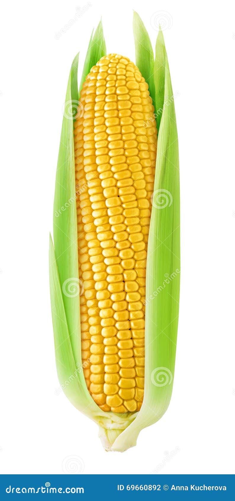 One Isolated Corn with Leaves Stock Photo - Image of single, maize ...