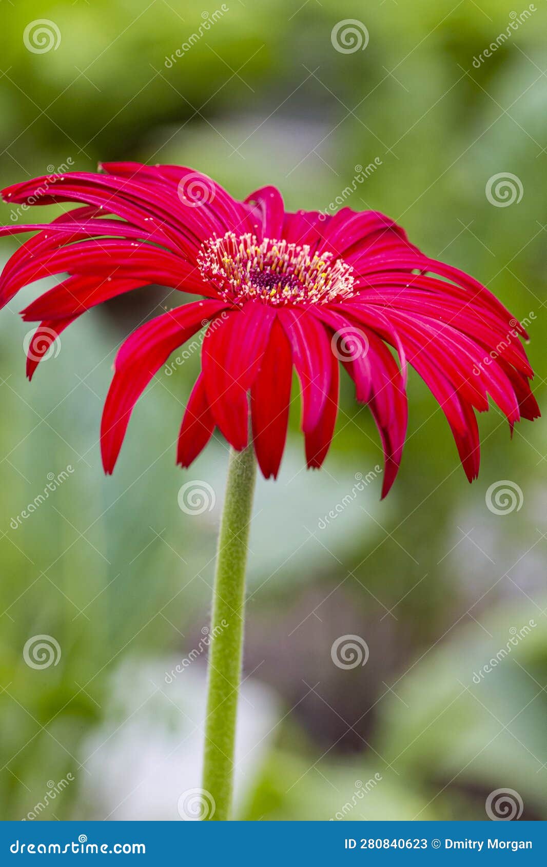 One Isolated Macro Shot of Gerbera of Gelios Sort Flower Herbera Type ...