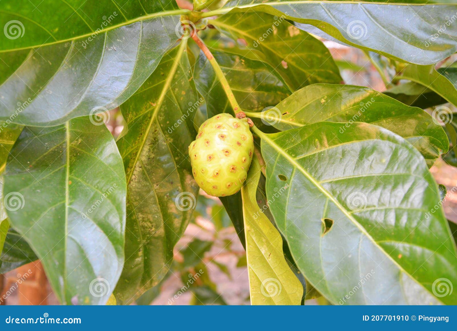 One Isolated Ripe Noni Fruit on the Branch Stock Photo - Image of ...