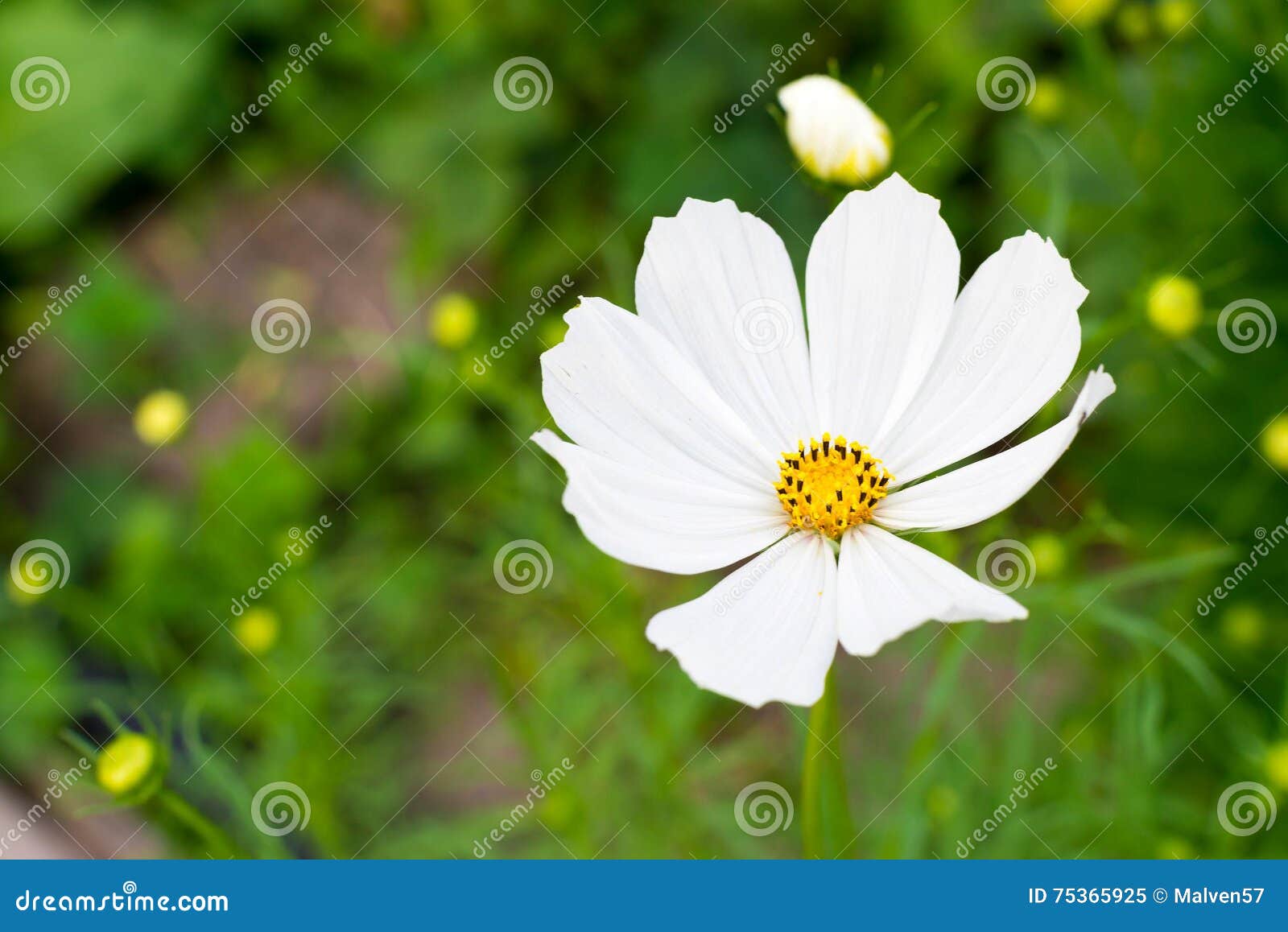 One isolated white flower stock image. Image of white - 75365925