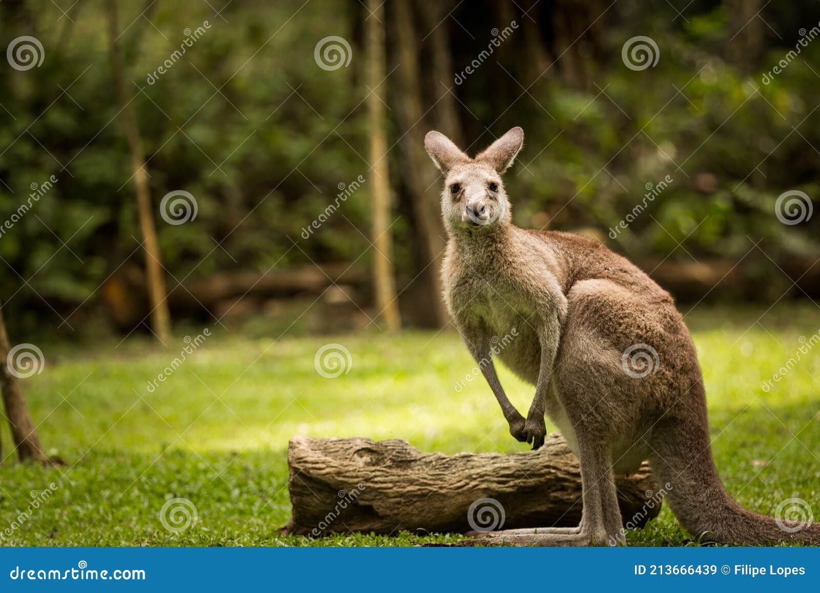 Kangaroo Looking at the Camera Stock Image - Image of mammal, body ...