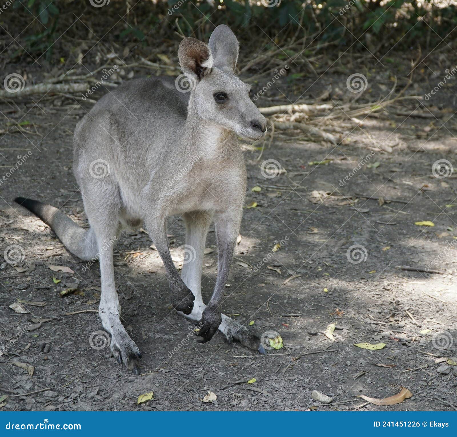 One Kangaroo Outdoors Sitting Down Stock Photo - Image of pouch ...