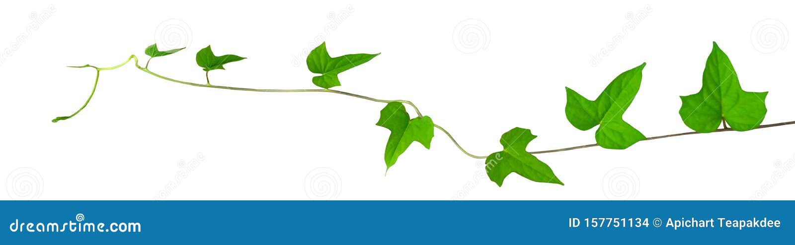 13,825 Kind Leaf Stock Photos - Free & Royalty-Free Stock Photos from ...