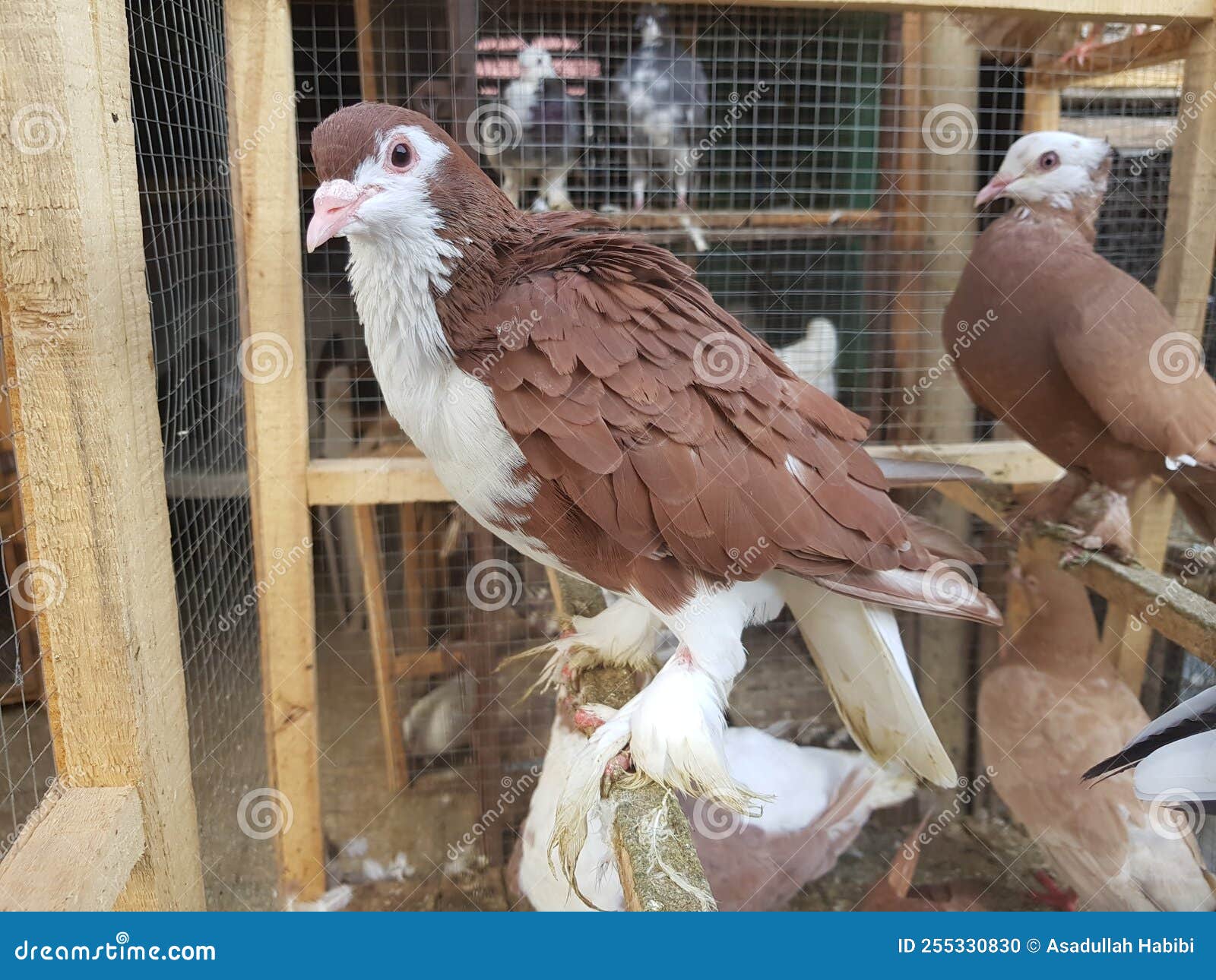 One Kind of Pigeons Variety Stock Photo - Image of bird, eagle: 255330830