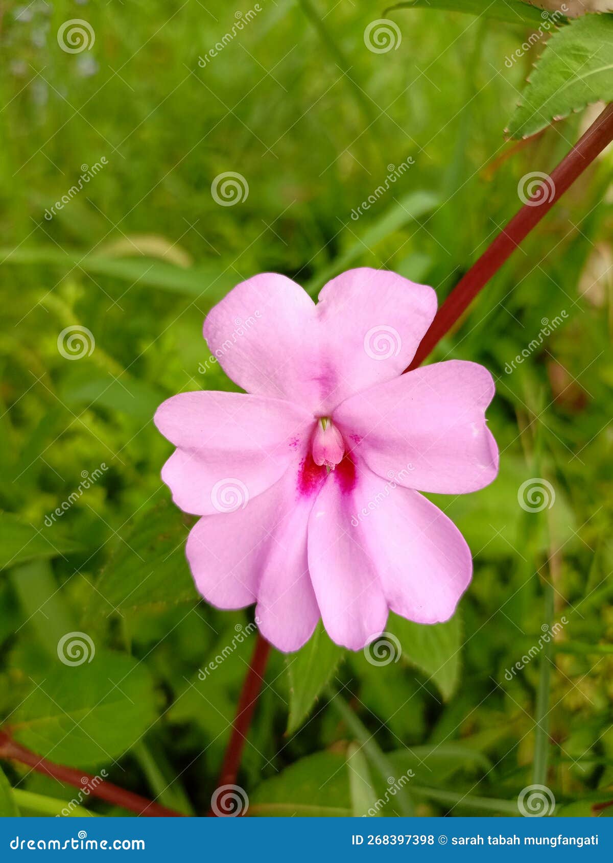 One kind of wild flower stock photo. Image of nature - 268397398