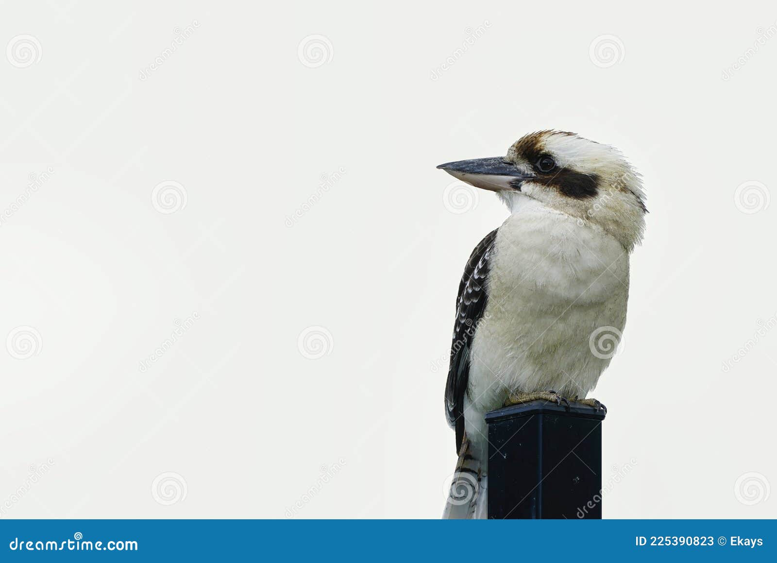 Kookaburra Sitting On Suburban House Fence Royalty-Free Stock Photo ...