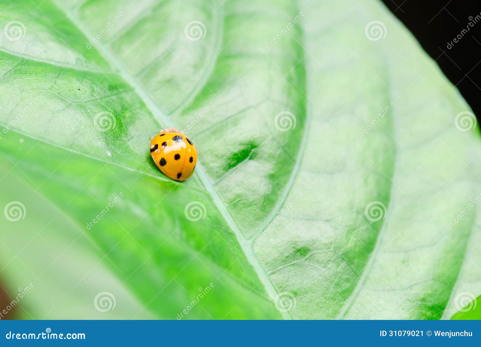 One ladybird on leaf stock image. Image of coccinellidae - 31079021
