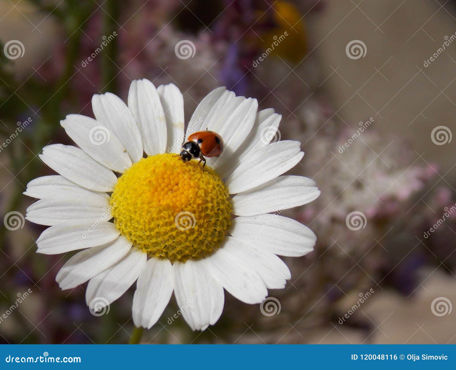 Ladybug on a flower stock photo. Image of flower, insect - 120048116