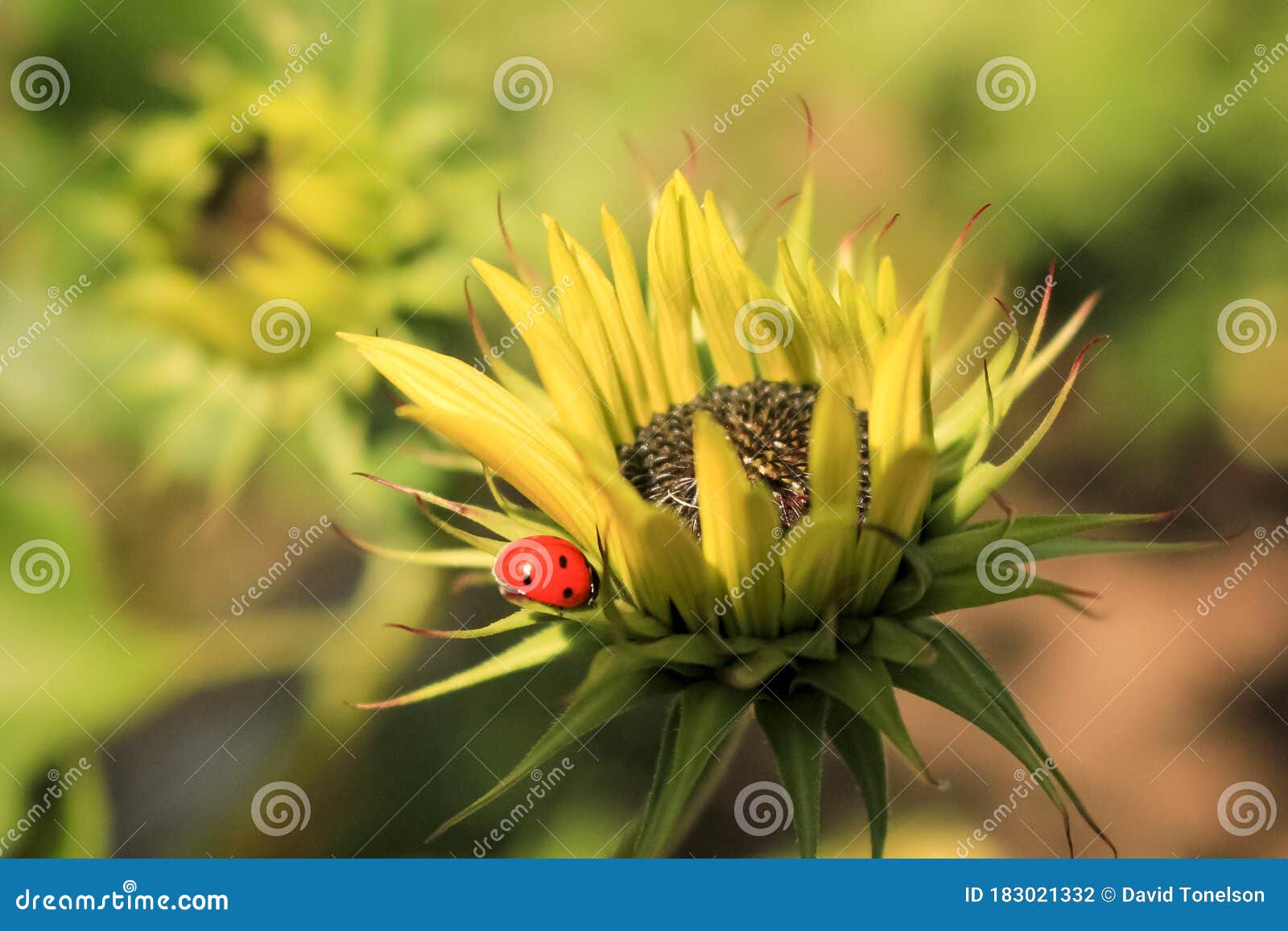 One Ladybug on sunflower stock photo. Image of crop - 183021332