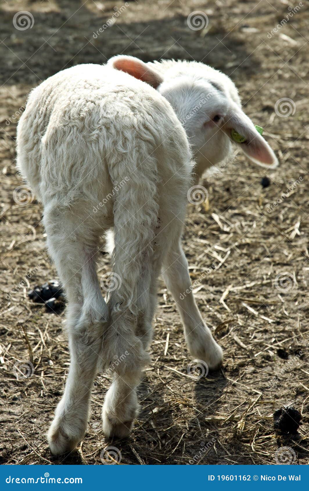 One lamb stock photo. Image of mammal, back, animal, sheep - 19601162