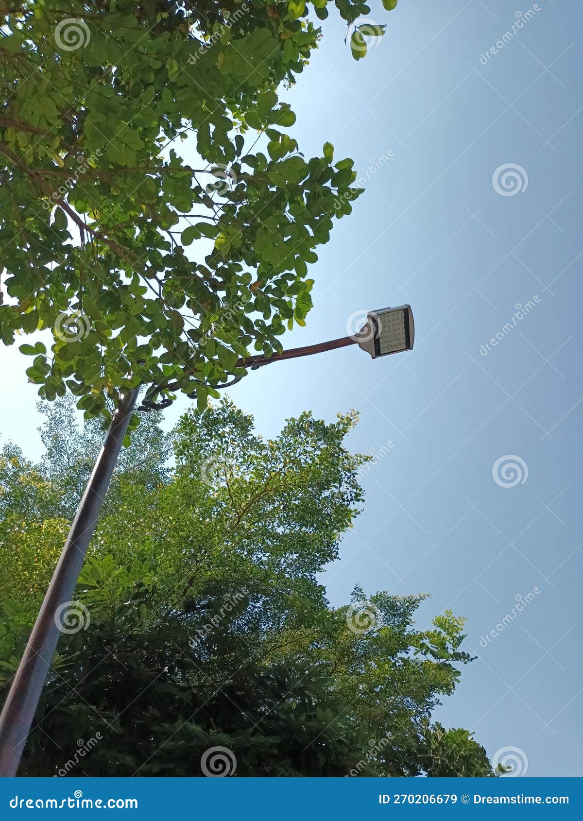 One Lamp and Some Trees Photo Stock Image - Image of forest, green ...
