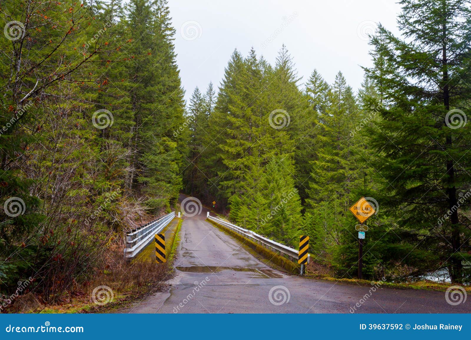 One Lane Bridge in Forest stock photo. Image of lane - 39637592