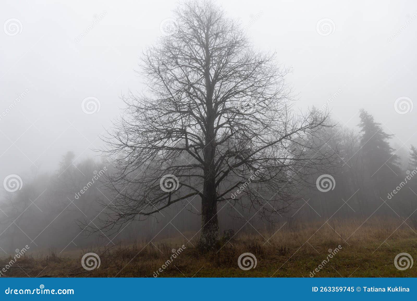 One Larch Tree without Leaves is in a Forest in Autumn in Fog Stock ...