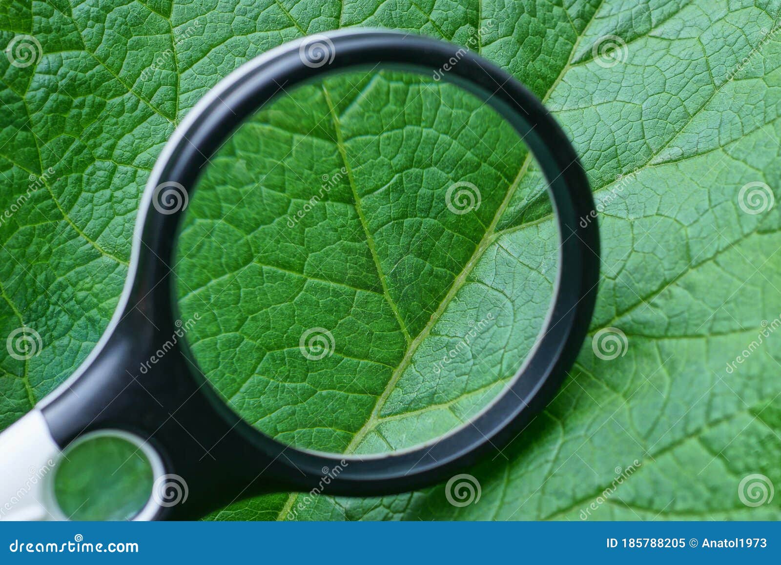 One Large Black Magnifier Magnifies The Green Leaf Royalty-Free Stock ...