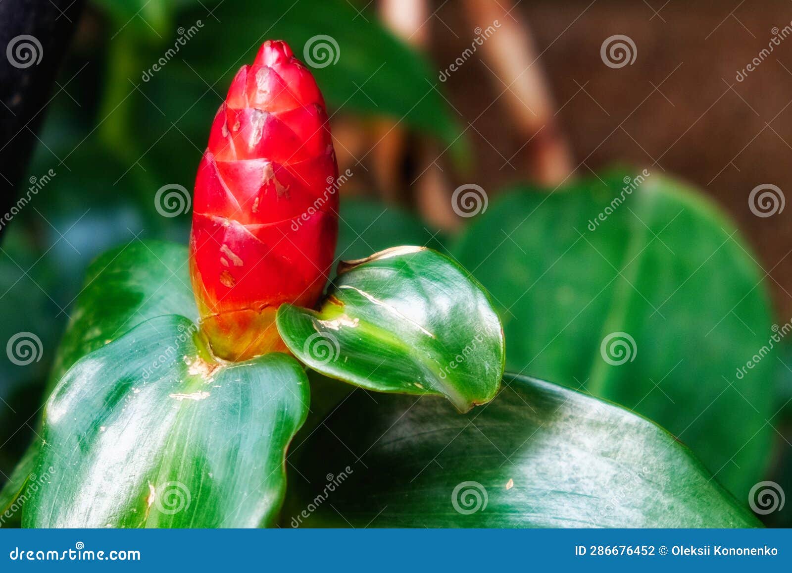 One Large Bright Red Costus Flower Bud Close-up Stock Photo - Image of ...