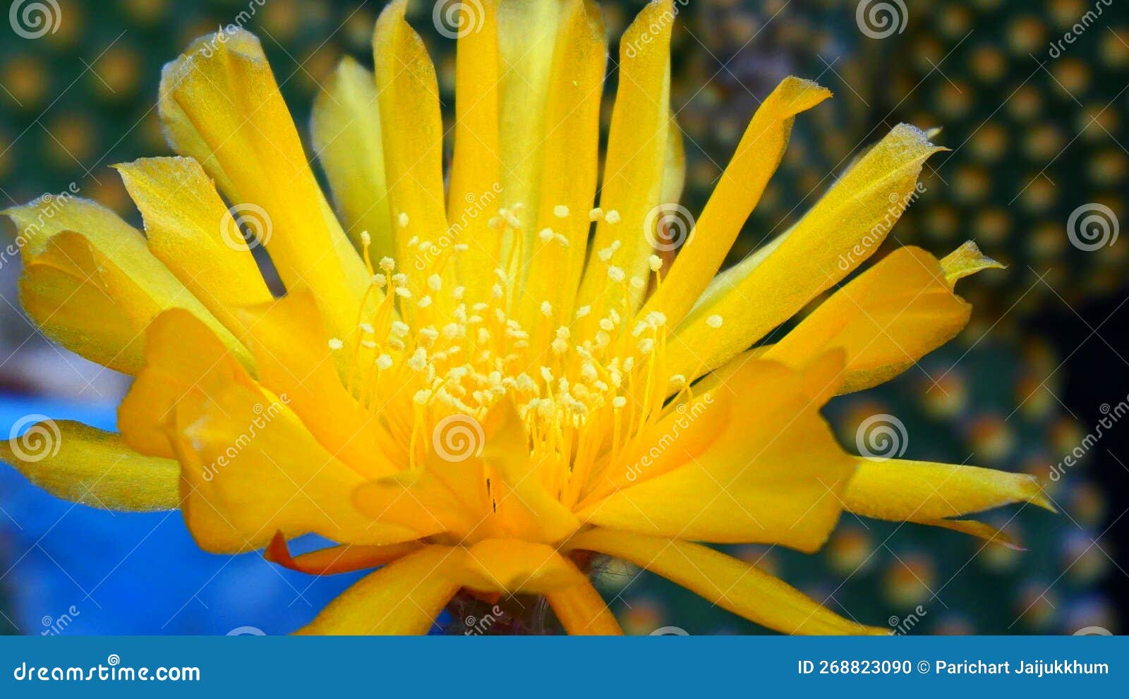 One Large Bright Yellow Cactus Flower Stock Photo - Image of opuntia ...