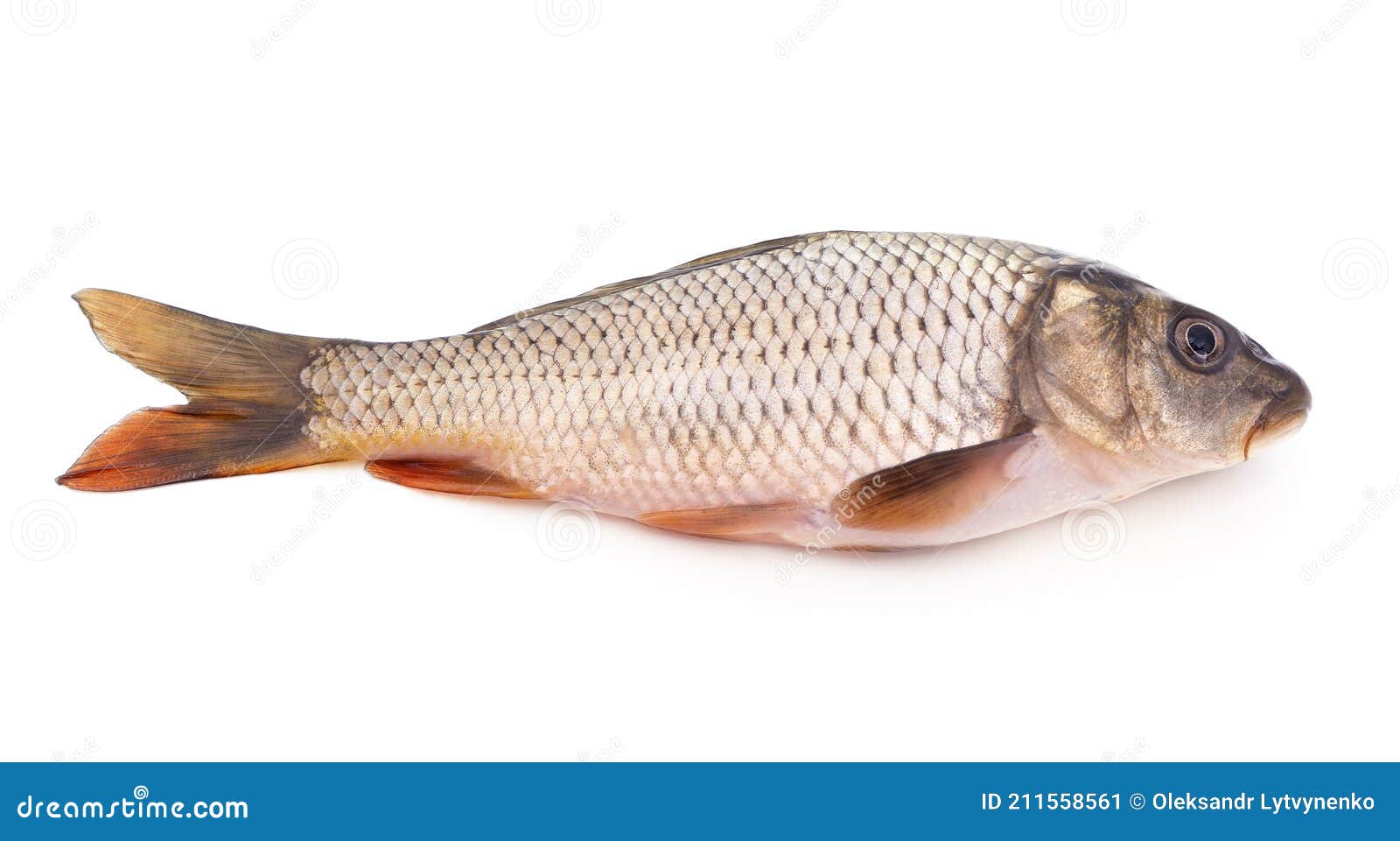 One large brown carp stock image. Image of fish, isolated - 211558561