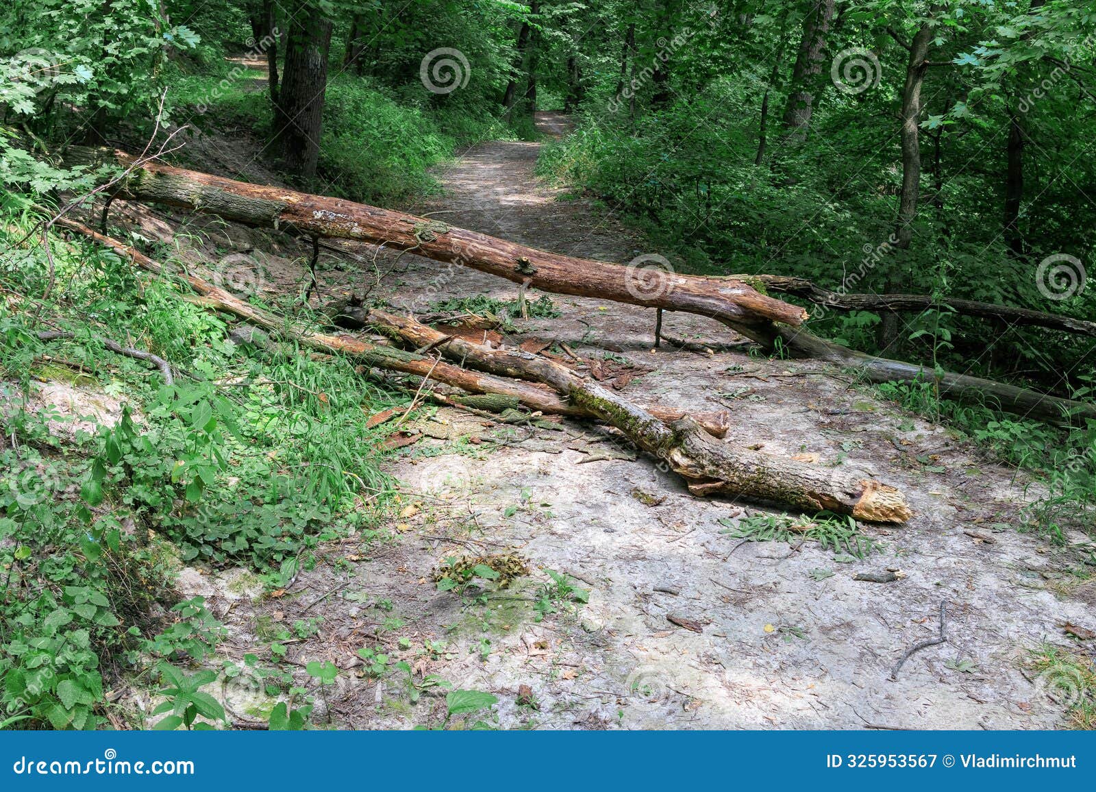 One Large Fallen Tree Lies on a Forest Path in the Forest. a Broken ...