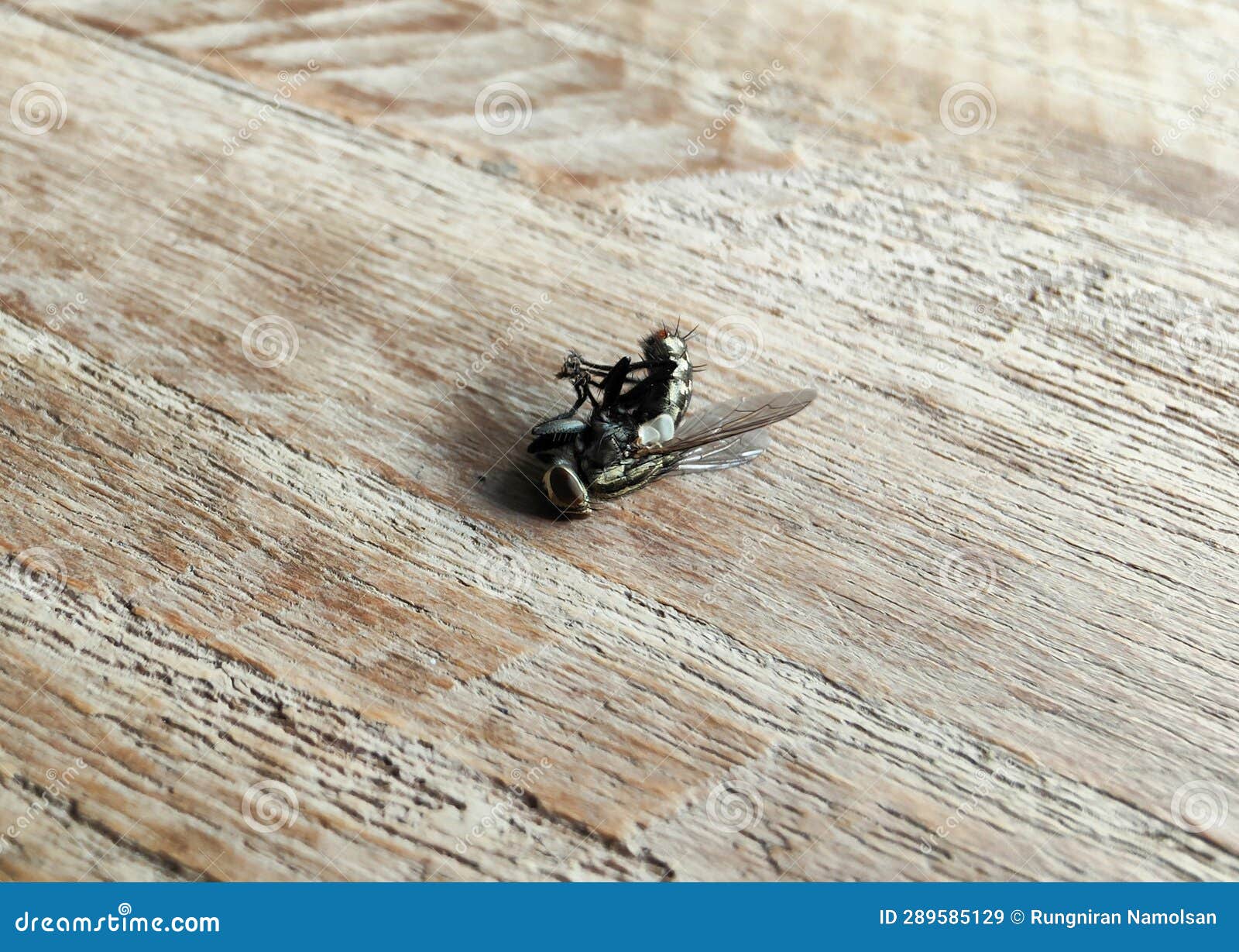One Large Fly Lying Dead on the Wooden Floor Stock Image - Image of ...
