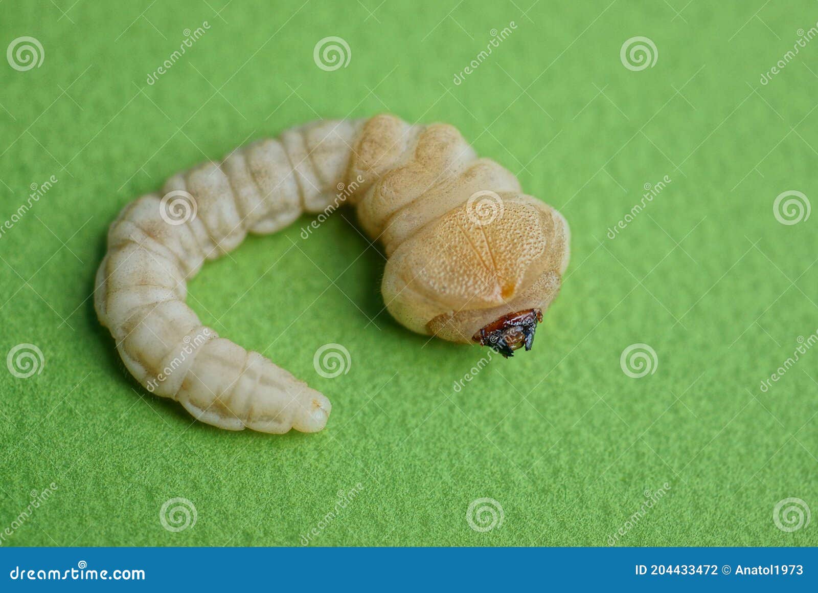 One Large Gray Beetle Larva Stock Photo - Image of brown, arthropod ...