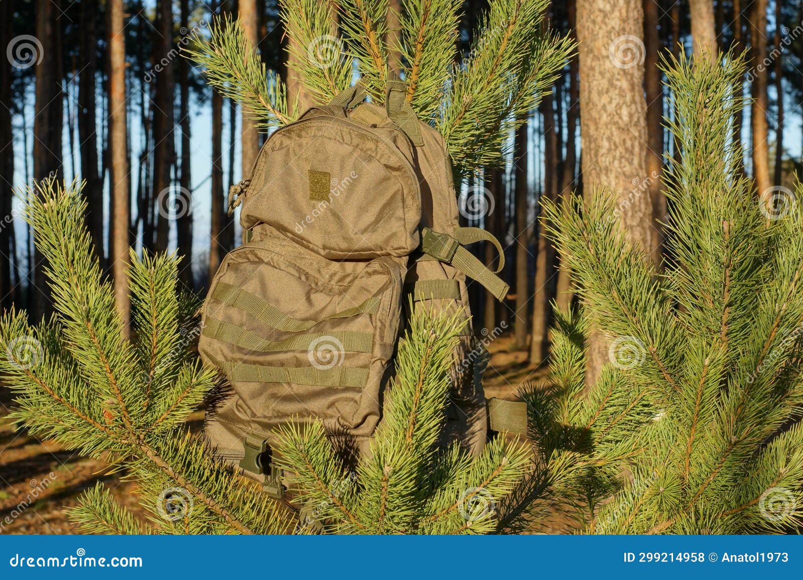One Large Green Tactical Backpack Hanging on Coniferous Branches Stock ...