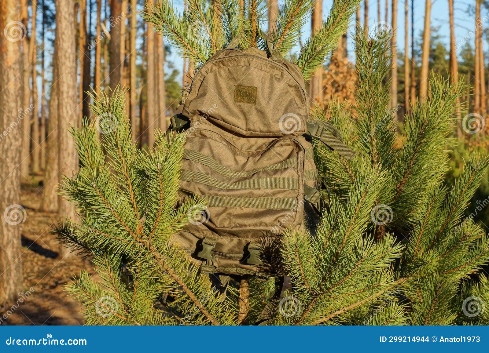One Large Green Tactical Backpack Hanging on Coniferous Branches Stock ...
