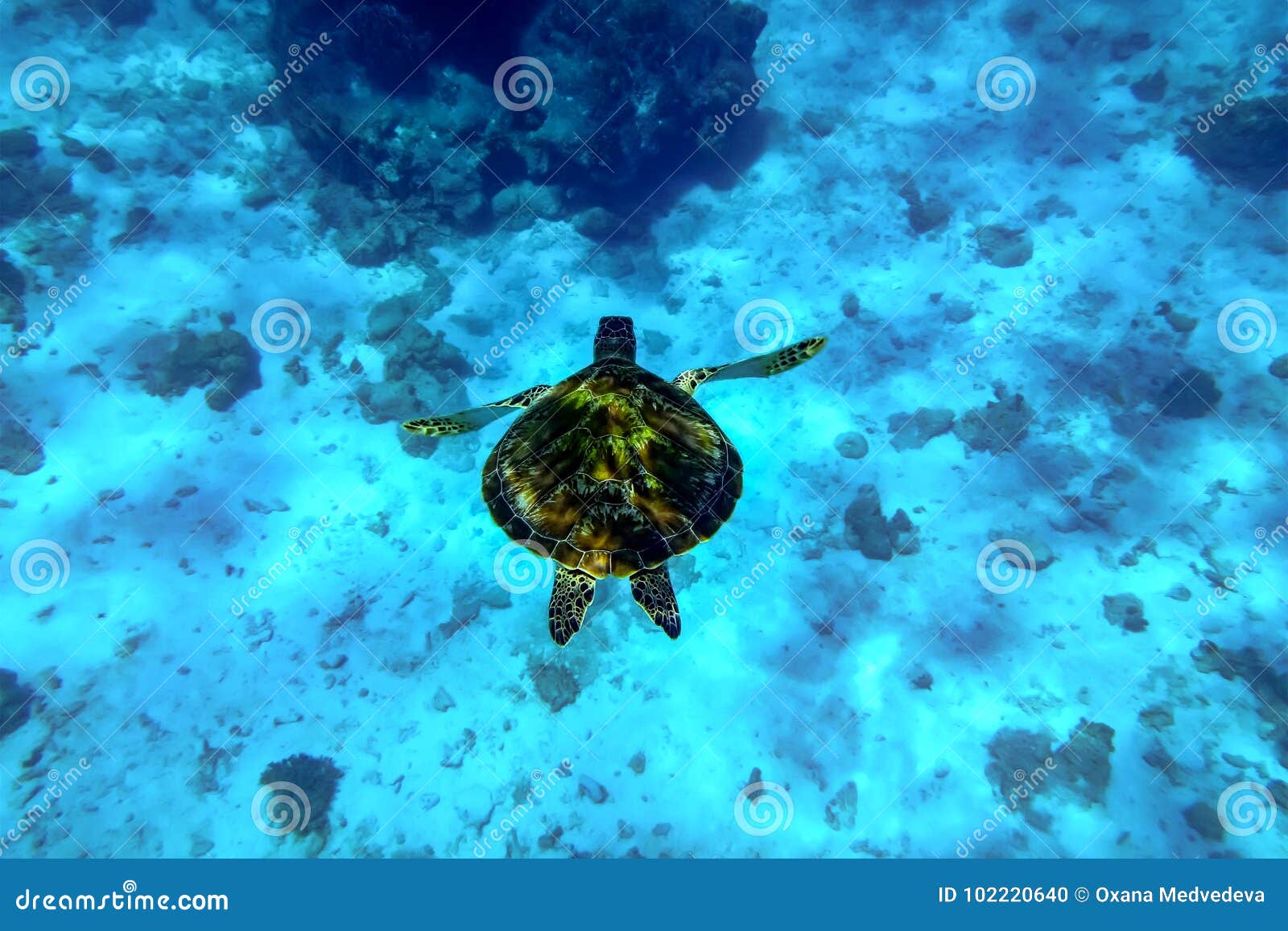One Large Loggerhead Turtle Swims in Clear Blue Water of the Sea Stock ...